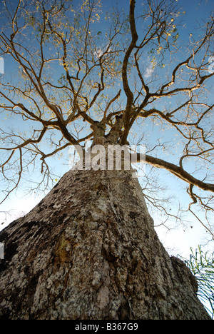 Big silk-cotton tree Stock Photo - Alamy