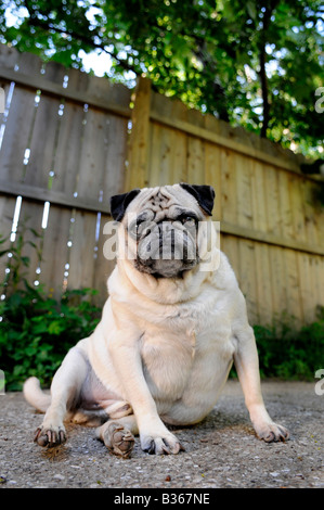 Sad dog pug sits and looking up Stock Photo - Alamy