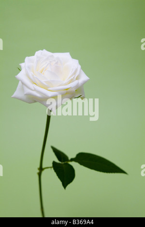 rose, single flower on white underground Stock Photo - Alamy