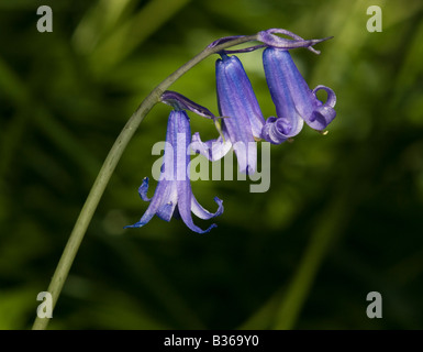 Bluebell (Hyacinthoides non scripta) isolated on a natural green ...