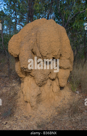 Termites, Queensland, Australia Stock Photo - Alamy