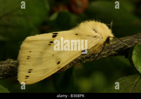 Buff Ermine Spilosoma luteum a common species of moth .Often seen in ...