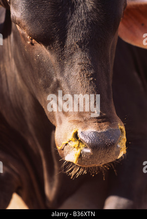 snotty nose cow, holy cow Stock Photo - Alamy