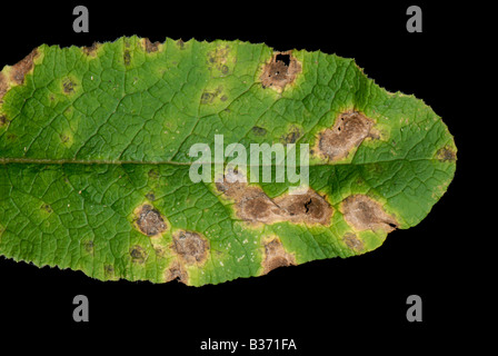 Leaf spot Ramularia primulina on primrose Primula vulgaris leaf Stock ...