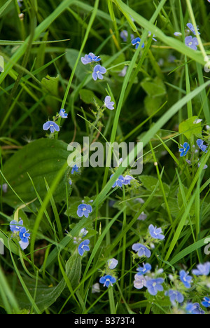 growing blue speedwell flowers Stock Photo - Alamy