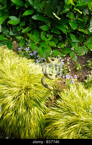 Bay tree with corkscrew trunk, UK, June Stock Photo - Alamy
