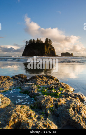 Tidal pool at Second Beach, Olympic National Park, Washington, USA ...