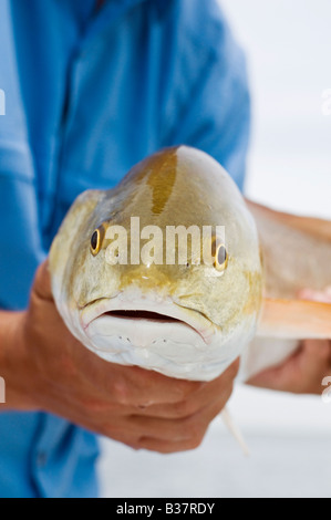 A red drum or redfish (Sciaenops ocellatus) swimming in very shallow ...