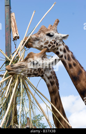 Giraffes feeding at zoo feeding station Stock Photo - Alamy