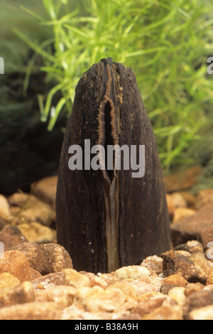 Freshwater Pearl Mussel, Eastern Pearlshell (Margaritifera ...