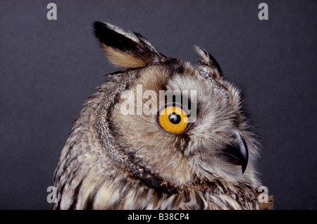 Eagle owl (buto buto) head detail Stock Photo - Alamy