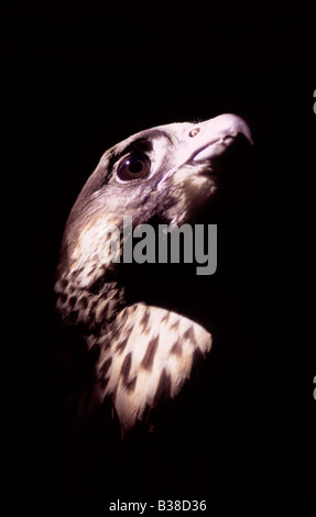 Peregrine Falcon. Close up showing talons, jesses and rings on its legs ...