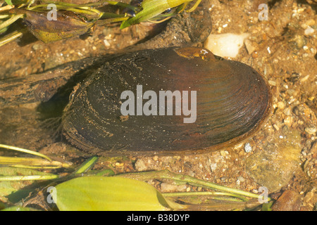 Freshwater Pearl Mussel, Eastern Pearlshell (Margaritifera ...