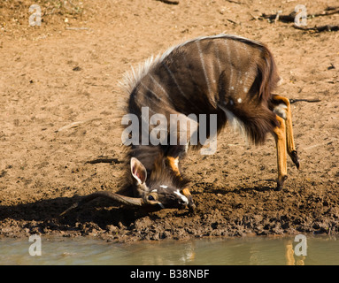 nyala bull ground-horning Stock Photo - Alamy