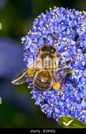 THE HONEYBEE ON THE POLLEN Stock Photo - Alamy