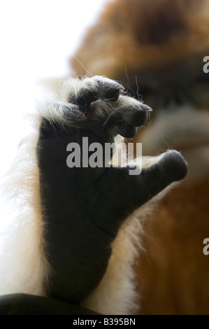 golden monkey's claw Stock Photo - Alamy