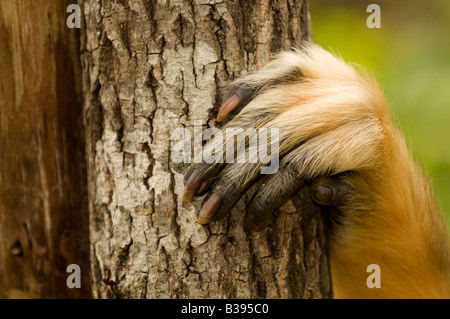 golden monkey's claw Stock Photo - Alamy