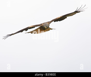Red Kite flying in its breeding territory in a Mediterranean mountain ...