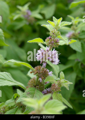 corn mint (Mentha arvensis Stock Photo - Alamy