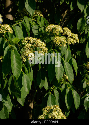 Flowers Tetradium daniellii Bee Bee Tree Late summer Attract Bees Honey ...