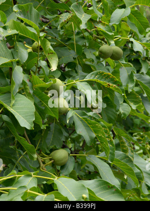 Green english Walnuts unripe Persian Walnut (Juglans regia) with leaves ...