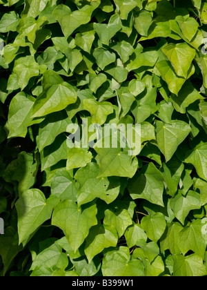 Menispermum canadense or Canadian moonseed leaves are evergreen vines ...