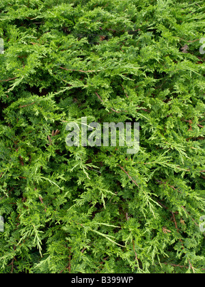 Savin juniper shrub (Juniperus sabina). Also known as Savin Stock Photo ...