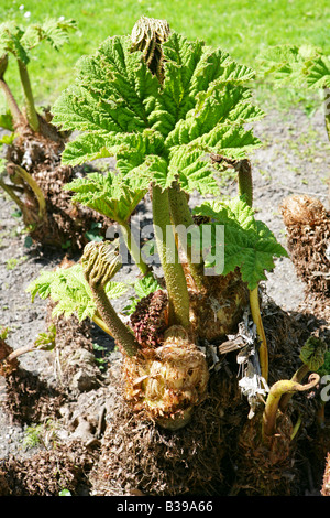 Mammutblatt, Gunnera manicata, Mammoth leaf, Blaetter, Blatt, Gunnera ...