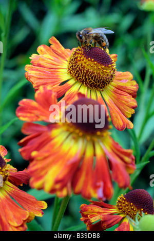 Helenium Chipperfield Orange Stock Photo - Alamy