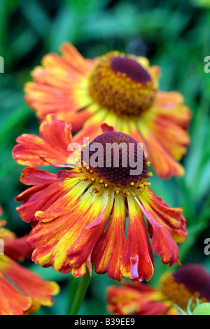 Helenium Chipperfield Orange Stock Photo - Alamy