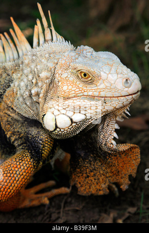 Close up of a male green iguana or american iguana with spines and ...
