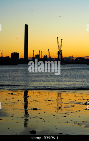 Cranes at sunset with sandy beach and reflections in the foreground at ...