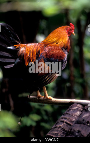Farm on Camiguin Island, Philippines. Cock farm and vegetable gardens ...