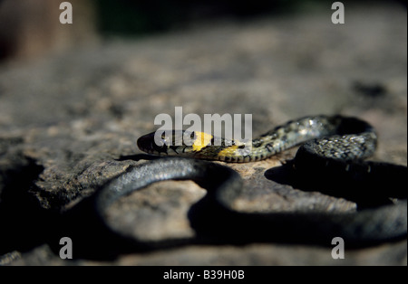 HIMALAYAN KEELBACK. Rhabdophis himalayanus. Possibly venomous. Common ...