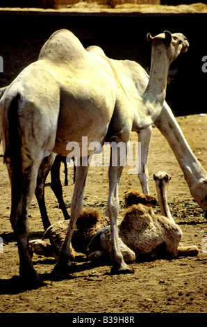 Camels for sale (for meat) at camel market, Al-Ain, Abu Dhabi, United ...