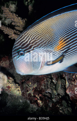 Surgeon fish - Acanthurus sohal - Acanthuridae - Coral reef in Red Sea ...
