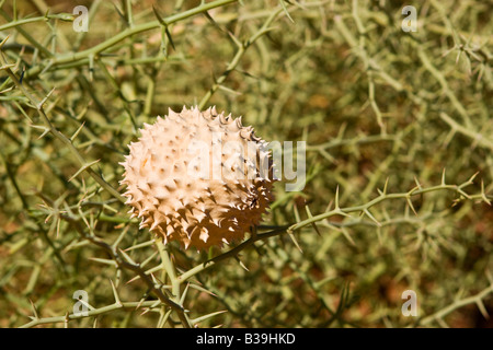 Nara fruit, Nara melon (Acanthosicyos horridus), National Park, part of ...