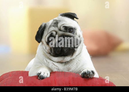 pug - lying on pillow Stock Photo - Alamy