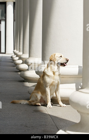 blonde Labrador Retriever Stock Photo - Alamy
