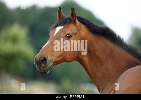 Holstein Horse portrait Stock Photo - Alamy