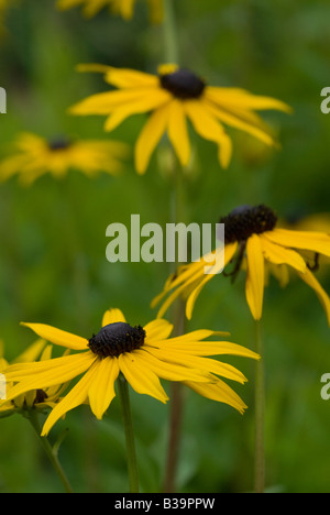 Black-eyed Susan or Rudbeckia hirta or Brown-eyed Susan or Brown betty ...