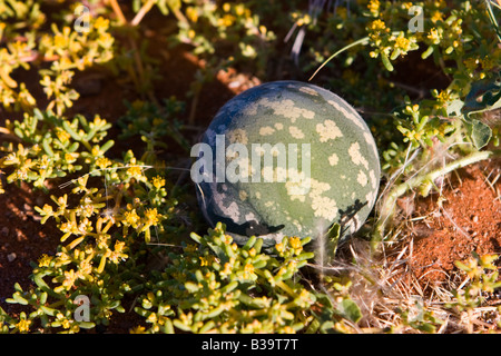 Desert melons in the Sahara desert Stock Photo: 11281902 - Alamy