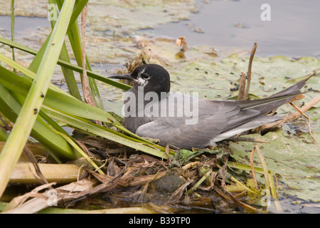 Nest of Black Tern with eggs Stock Photo - Alamy