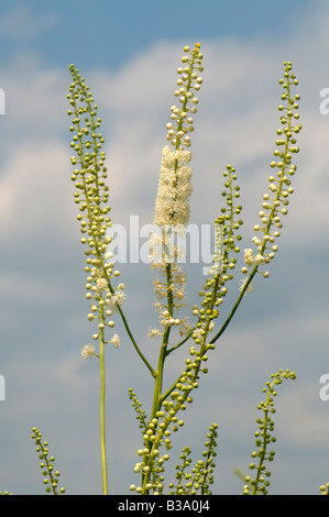 Black Cohosh, Squaw Root, Black Snakeroot (Cimicifuga racemosa ...