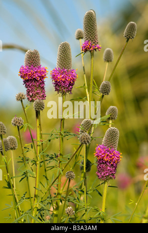 purple prairie clover (Dalea purpurea Stock Photo - Alamy