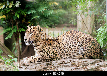 Leopard (Panthera pardus kotiya) is lying on a big rock in Yala ...