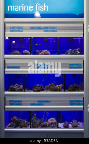 fish tanks pet store Stock Photo - Alamy