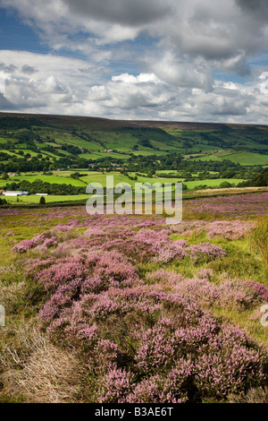 Heather Moorland above Rosedale Abbey from Hartoft Rigg North York ...