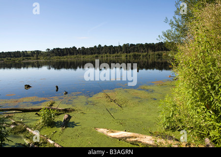 Flooded wetland, Blakemere Moss, Delamere Forest, part of the Mersey ...
