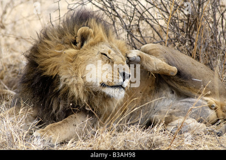 Male lion scratching its head (Panthera leo), lions typically spend 20 ...